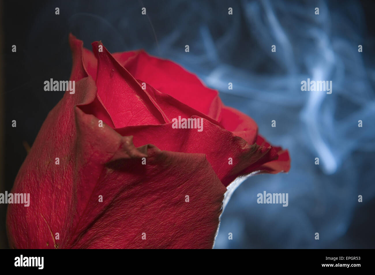 Smoking rose hi-res stock photography and images - Alamy