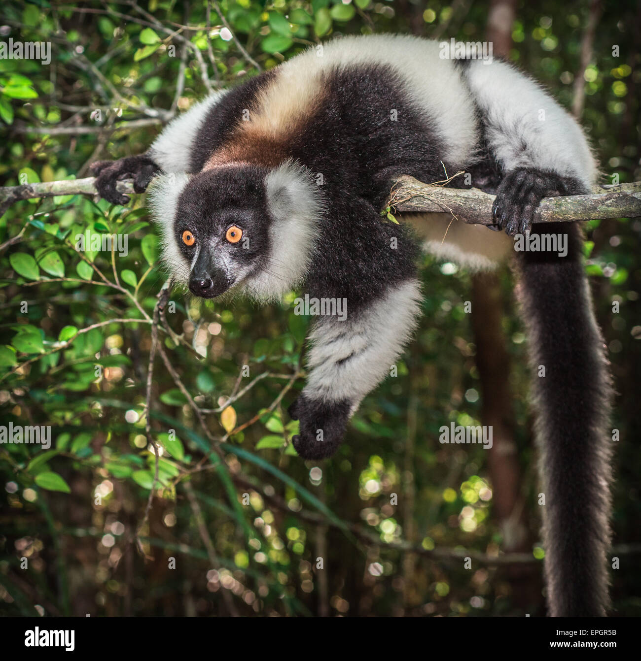 Black-and-white ruffed lemur of Madagascar Stock Photo - Alamy