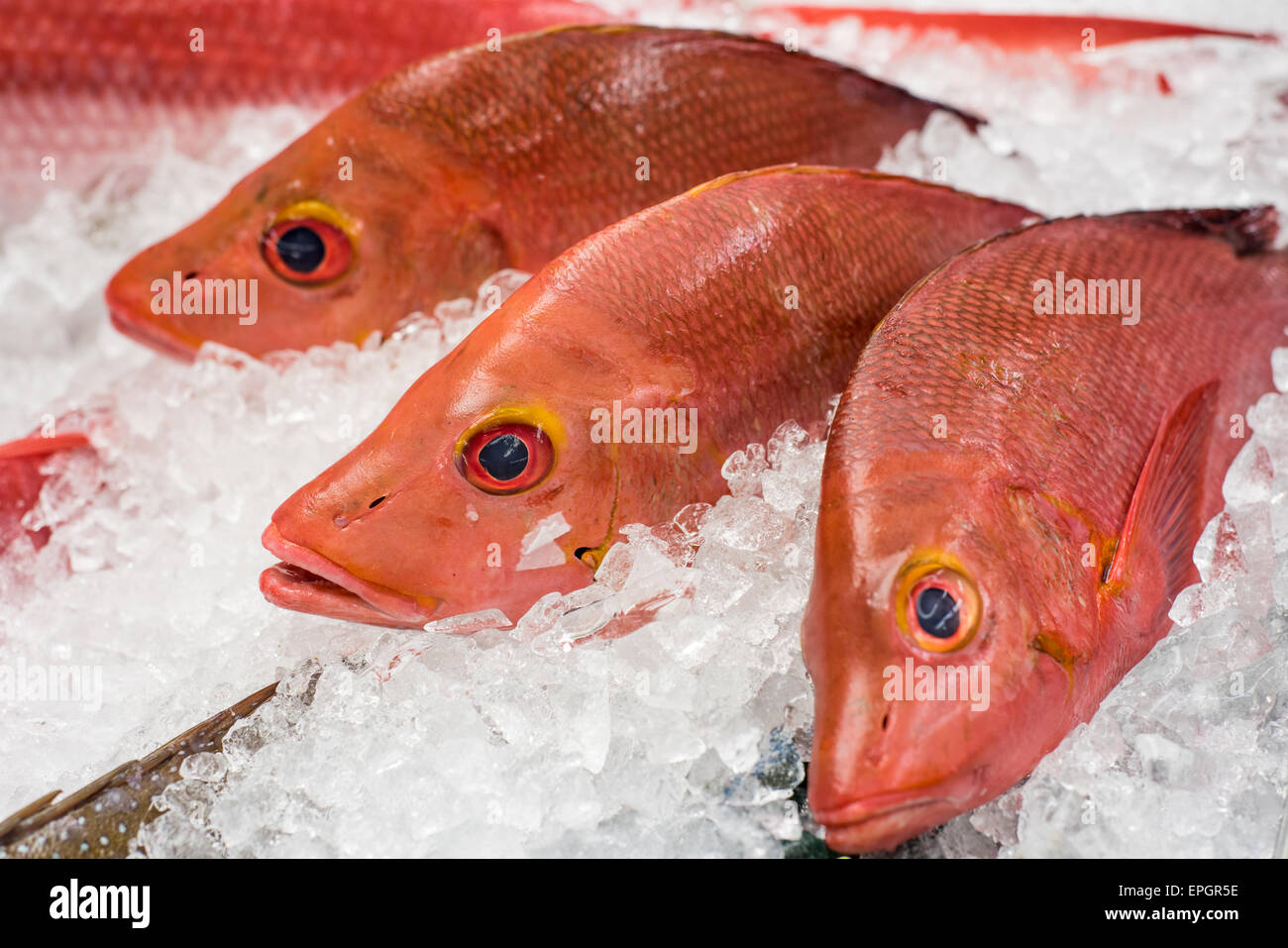 fresh fish at a fish market Stock Photo - Alamy
