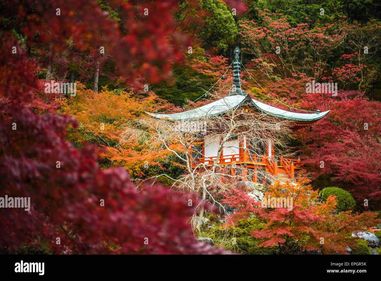 Daigoji temple in maple trees, momiji season, Kyoto, Japan Stock Photo ...