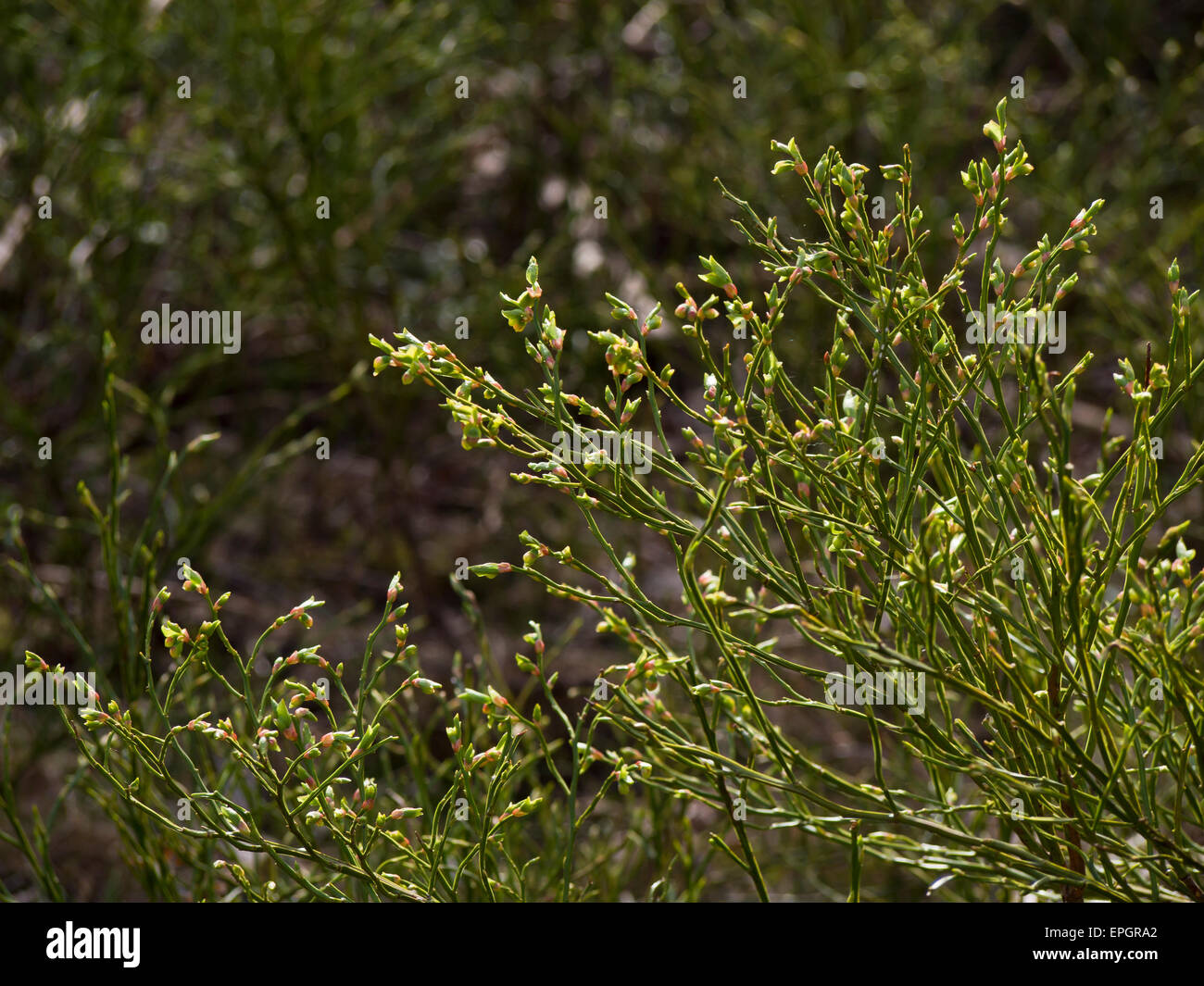 European blueberry bush, Vaccinium myrtillus, in the springtime with ...