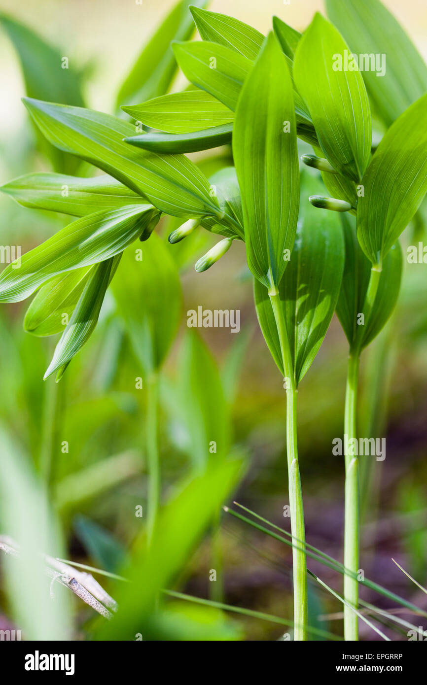 Solomons seal rock hi-res stock photography and images - Alamy