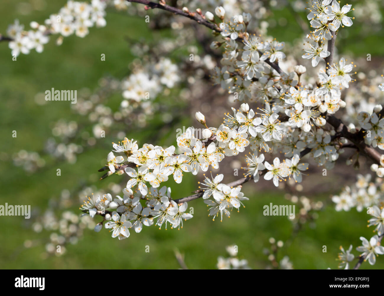 Prunus spinosa, blackthorn or sloe, close up of flowering shrub in the ...
