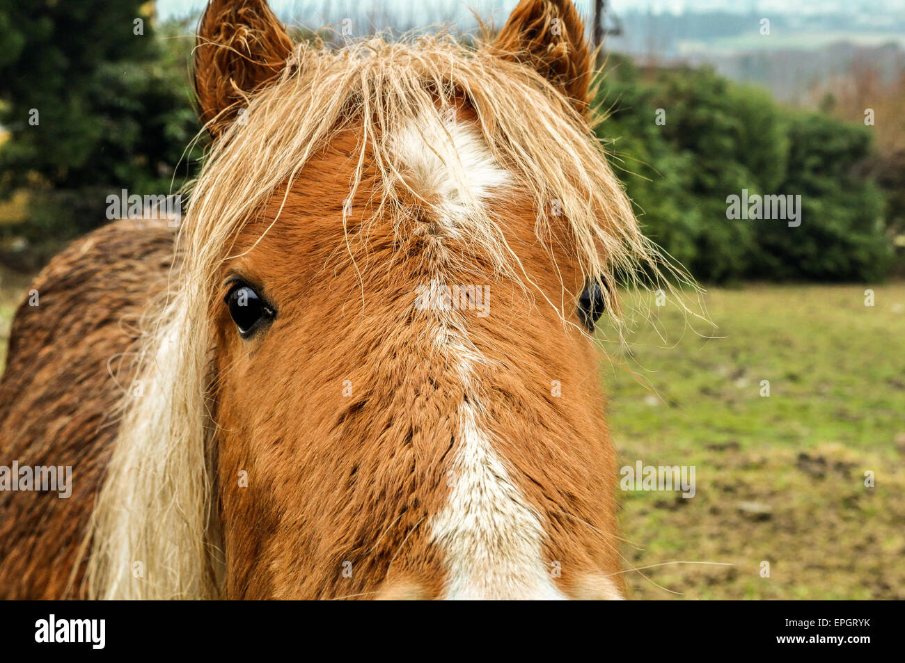 Horse, Dublin, Ireland Stock Photo - Alamy