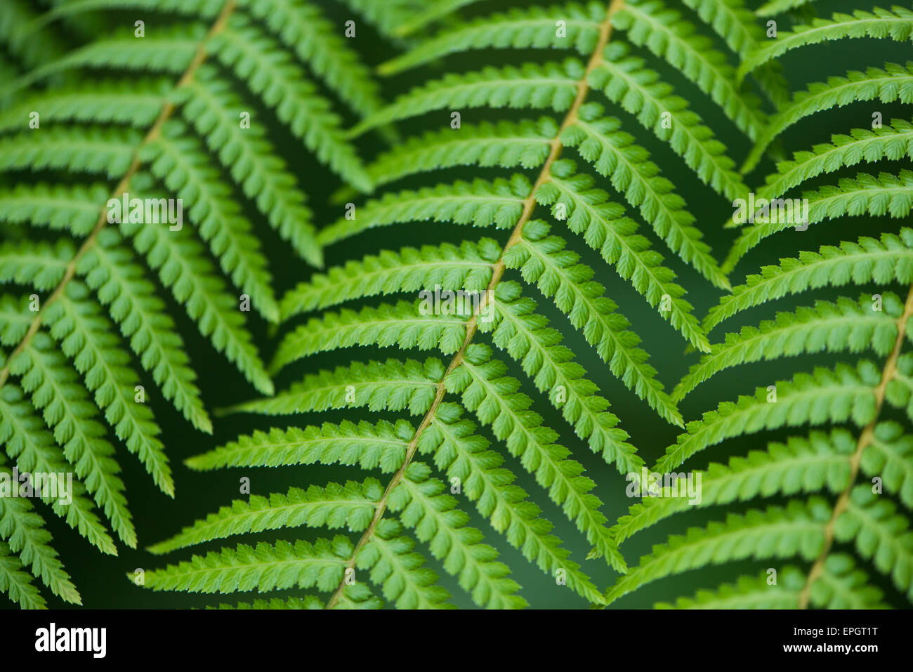 Close up of fern leaves Stock Photo - Alamy