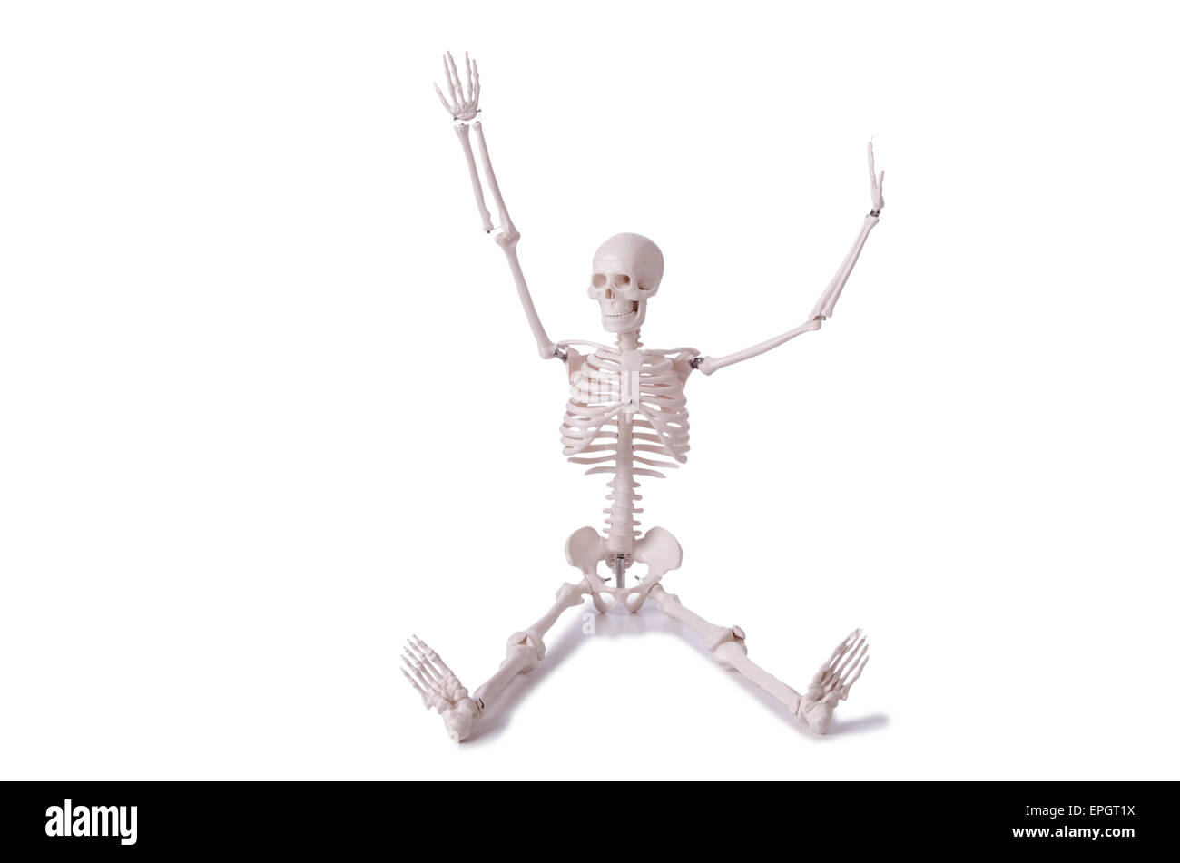 Skeleton isolated on the white background Stock Photo - Alamy