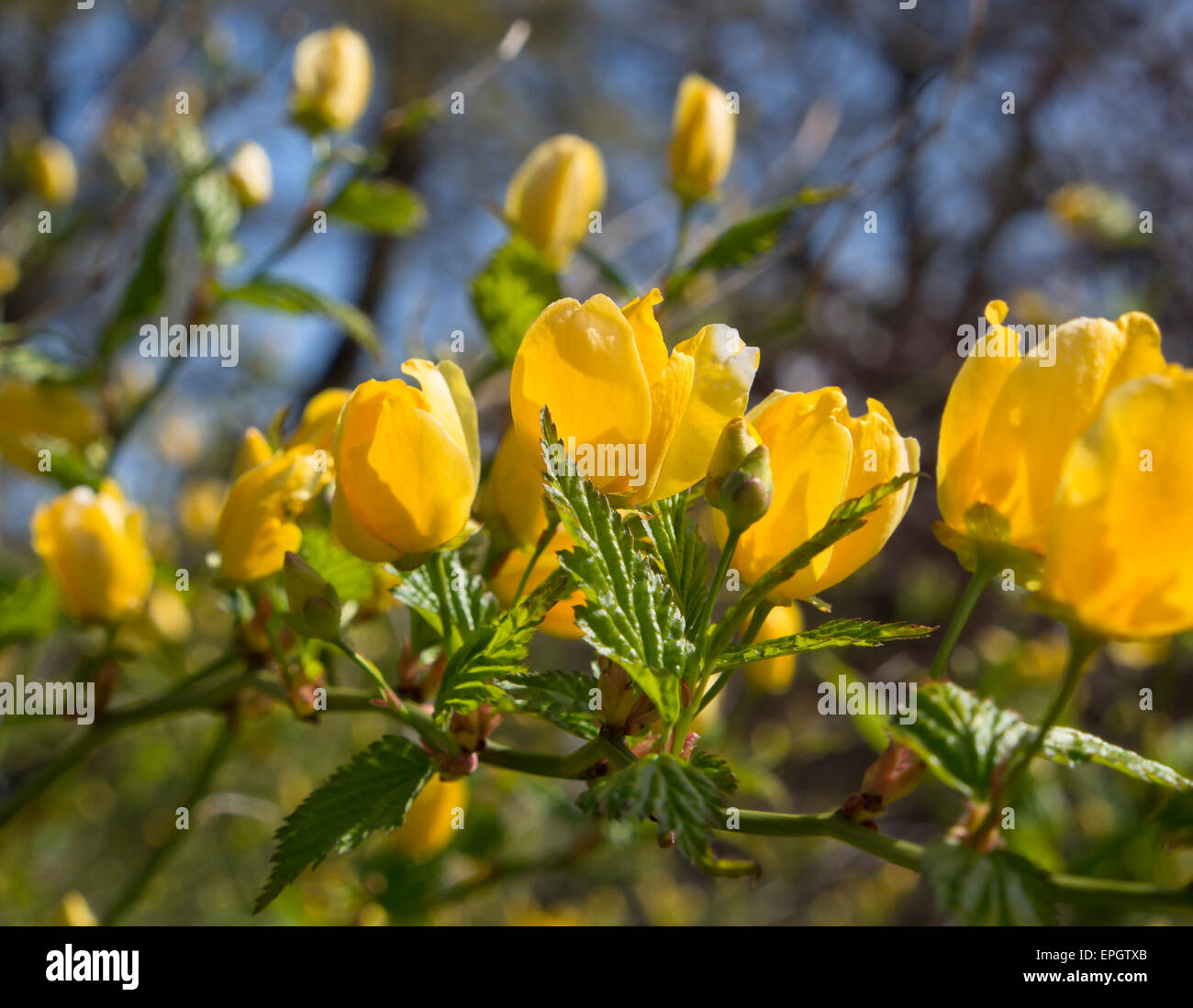 Kerria Japonica, a bush full of bright yellow flowers in the spring ...