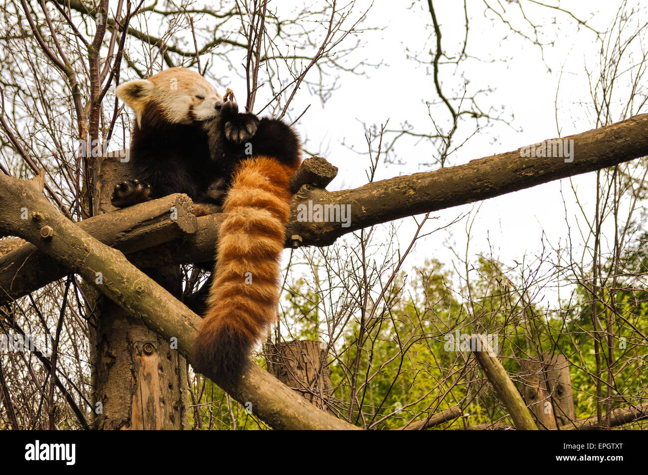 Red Panda, Dublin Zoo Stock Photo - Alamy
