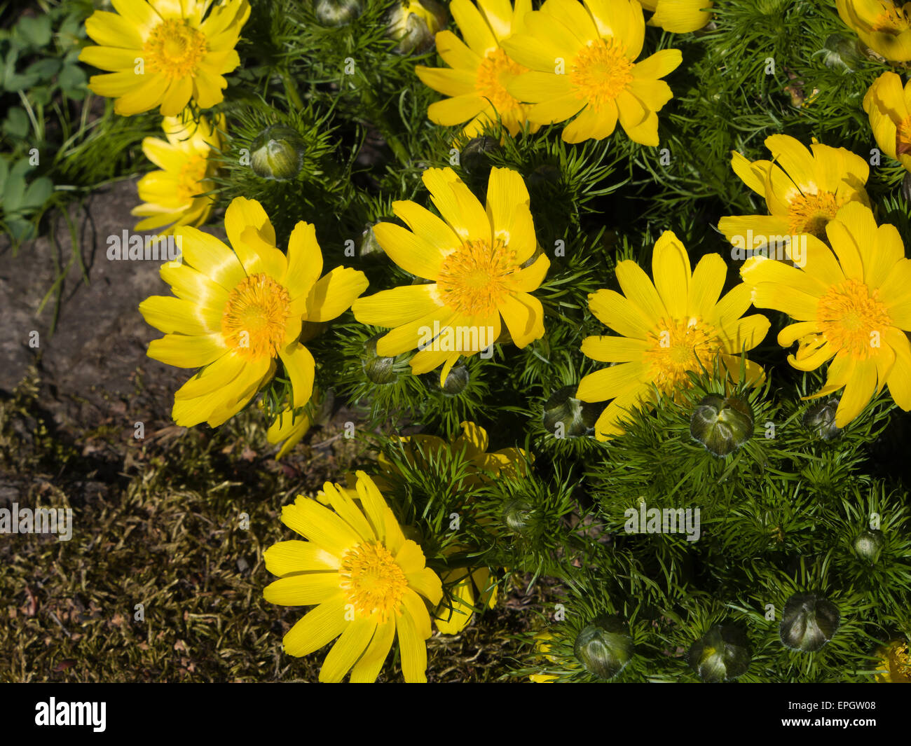 False hellebore hi-res stock photography and images - Alamy