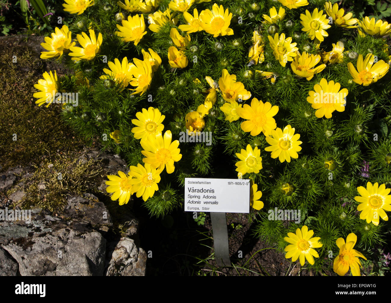 Adonis vernalis, pheasant's eye, or false hellebore, a bright yellow ...