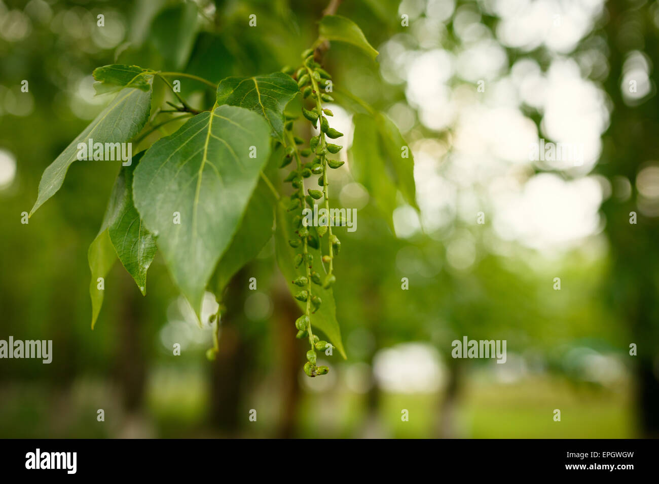 Poplar seeds hi-res stock photography and images - Alamy
