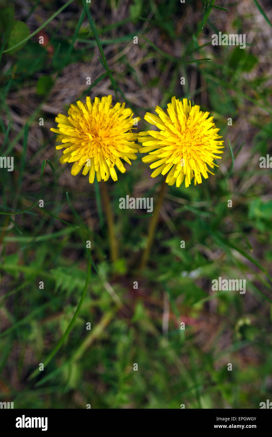 two yellow dandelion Stock Photo - Alamy