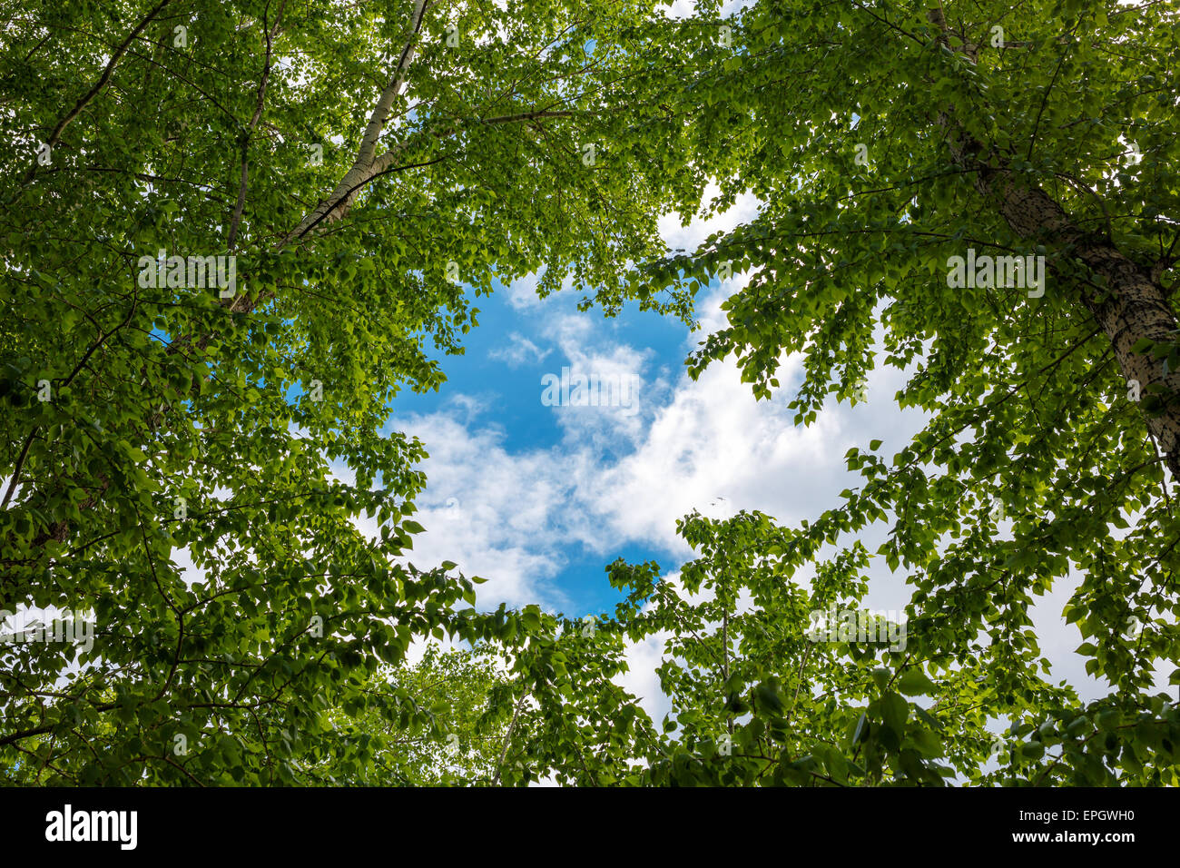 Bottom of trees hi-res stock photography and images - Alamy