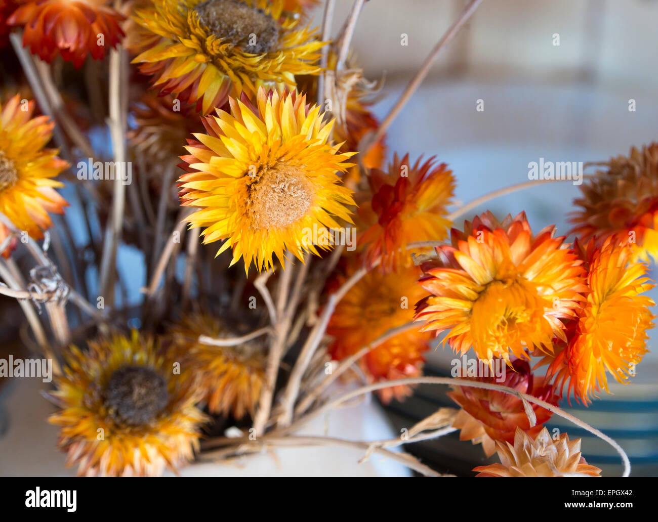 Close up of an arrangement of a dried Helichrysum species with orange ...