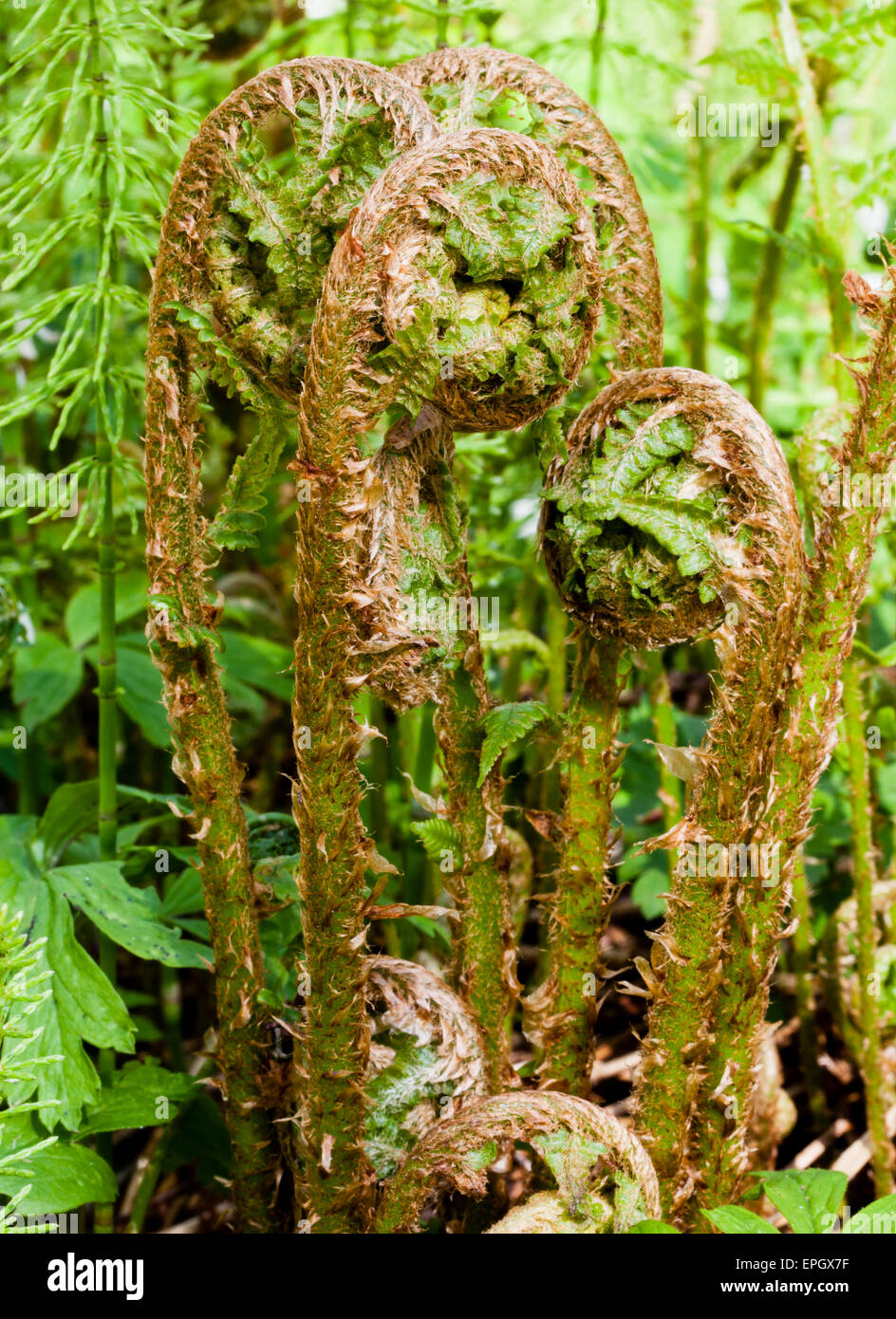 Fern shoots hi-res stock photography and images - Alamy