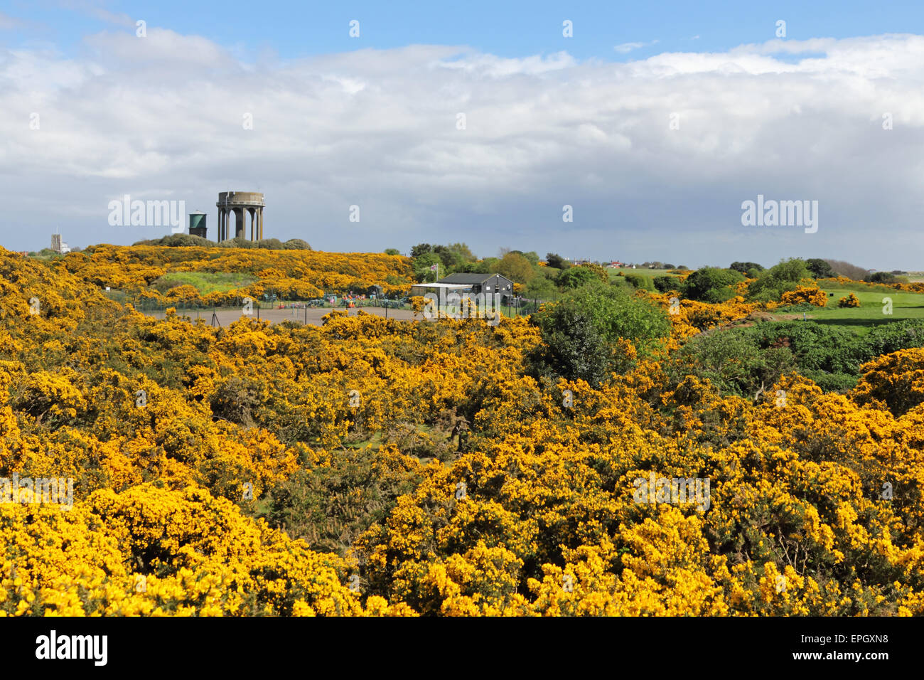 View across the gorse on the common to the water towers at Southwold ...