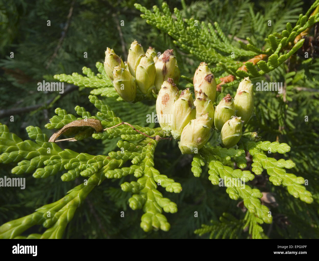 fruits of cypress Stock Photo - Alamy