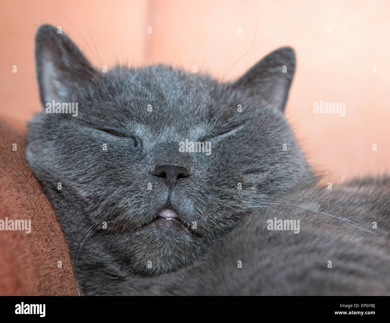 The British cat Stock Photo - Alamy