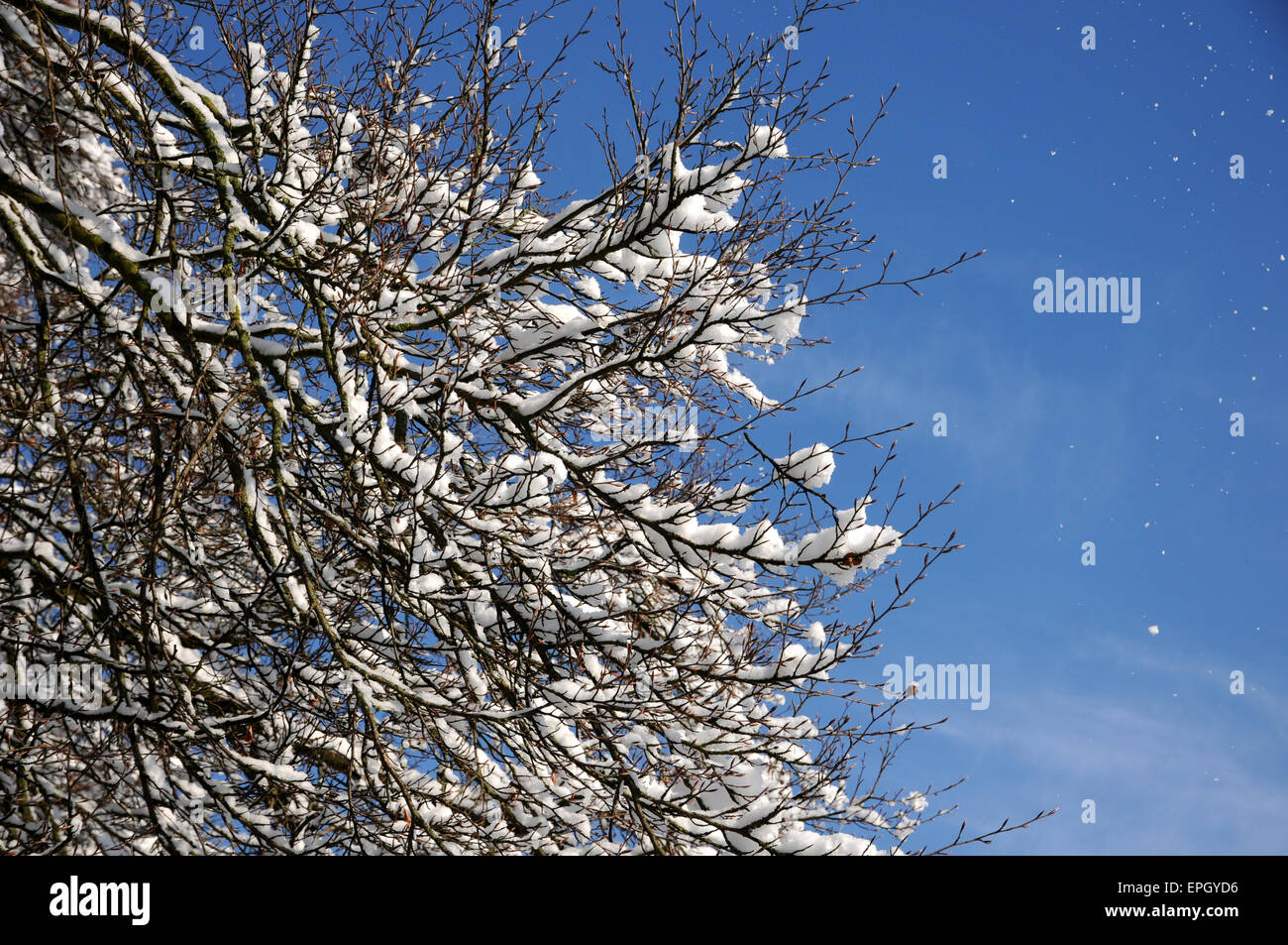 Beech trees winter leaves hi-res stock photography and images - Alamy