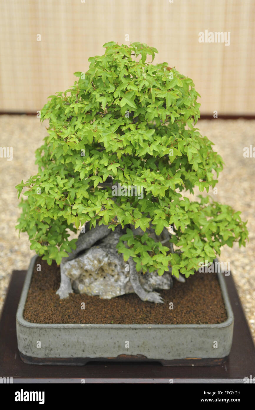 Bonsai tree trident maple acer hi-res stock photography and images - Alamy