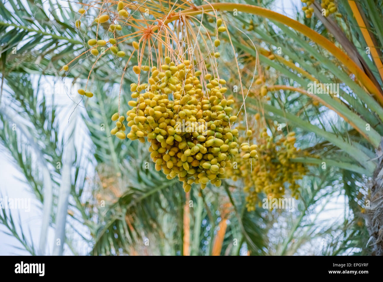 Dactylifera hi-res stock photography and images - Alamy