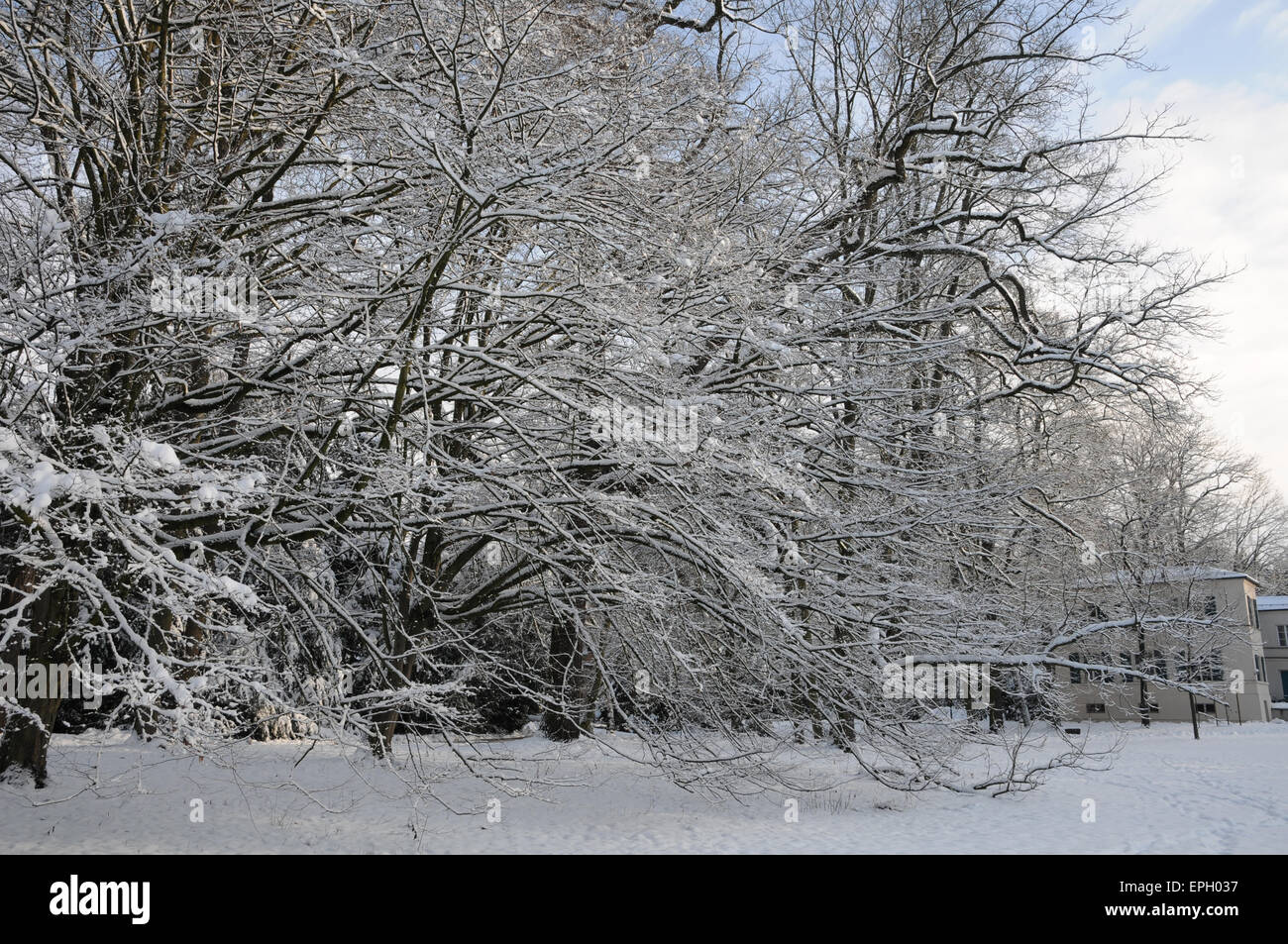 Hornbeam leaf winter hi-res stock photography and images - Alamy