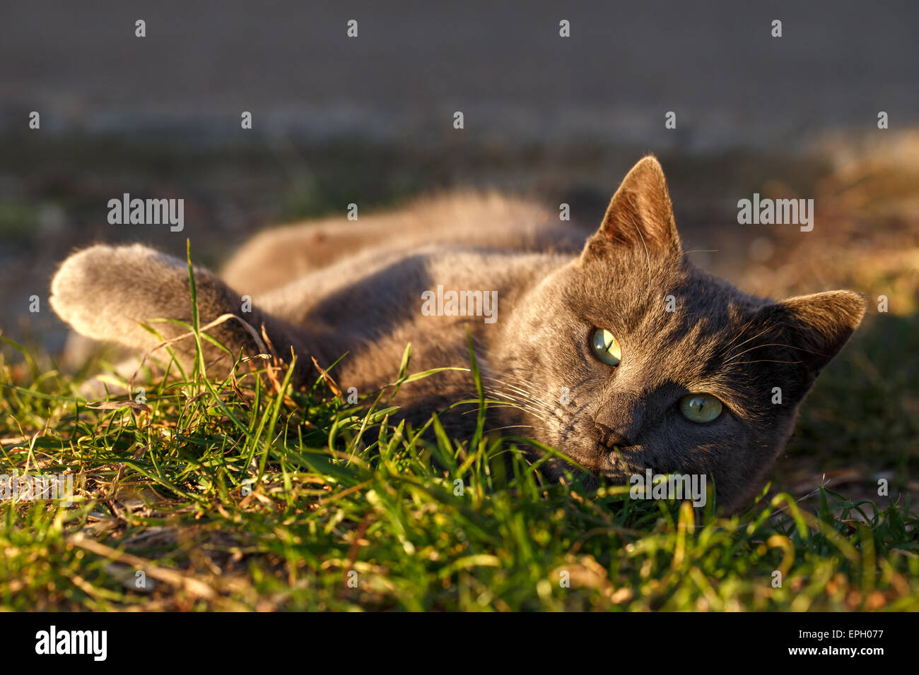 Cat in sunlight hi-res stock photography and images - Alamy
