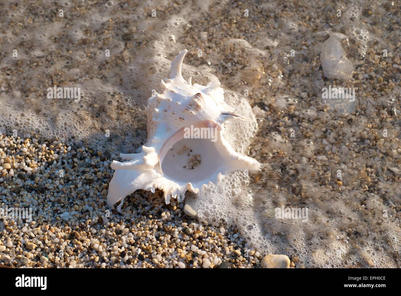 Seashell on the beach Stock Photo - Alamy