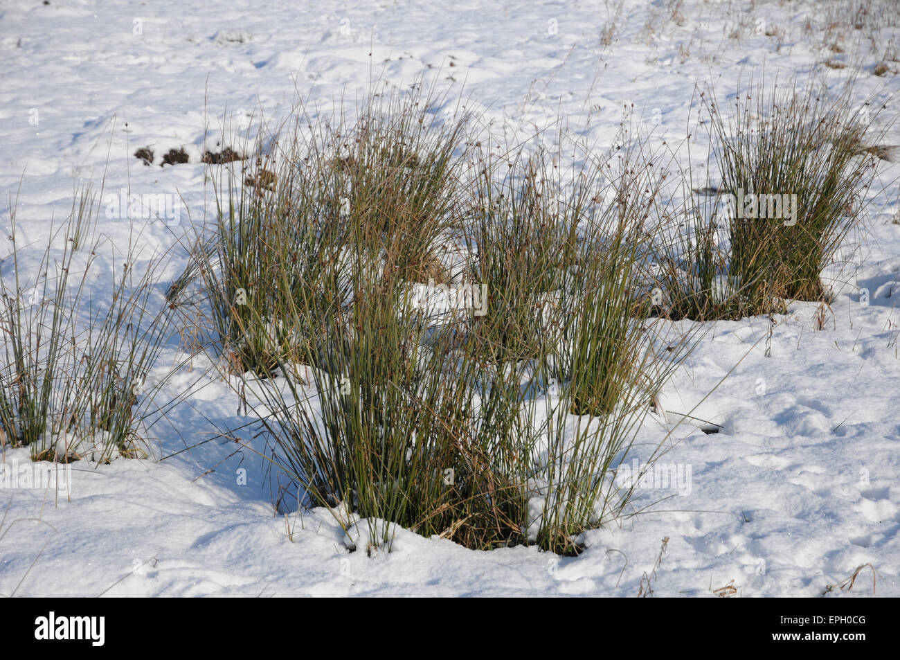 Ice rush hi-res stock photography and images - Alamy