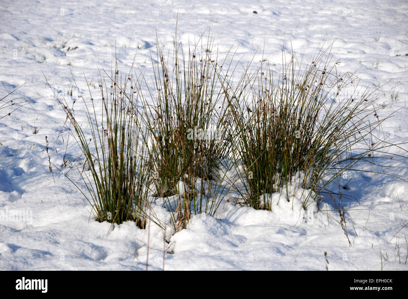 Ice rush hi-res stock photography and images - Alamy