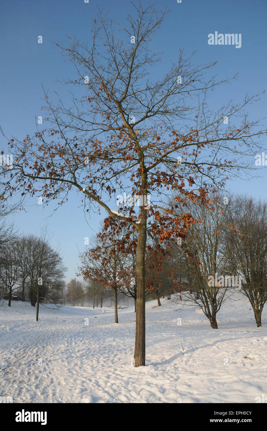 Quercus cerris winter hi-res stock photography and images - Alamy