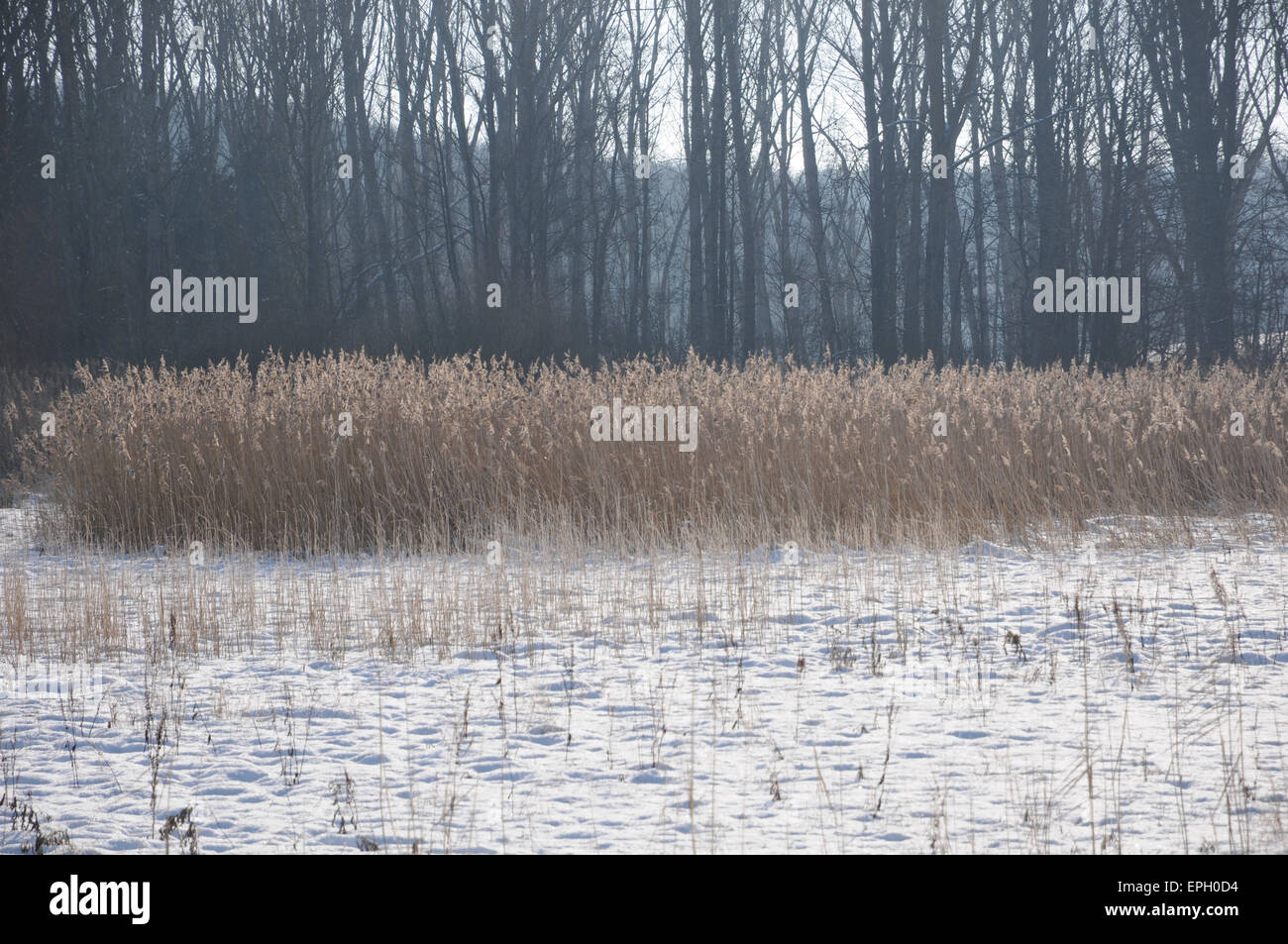 Reed gras hi-res stock photography and images - Alamy