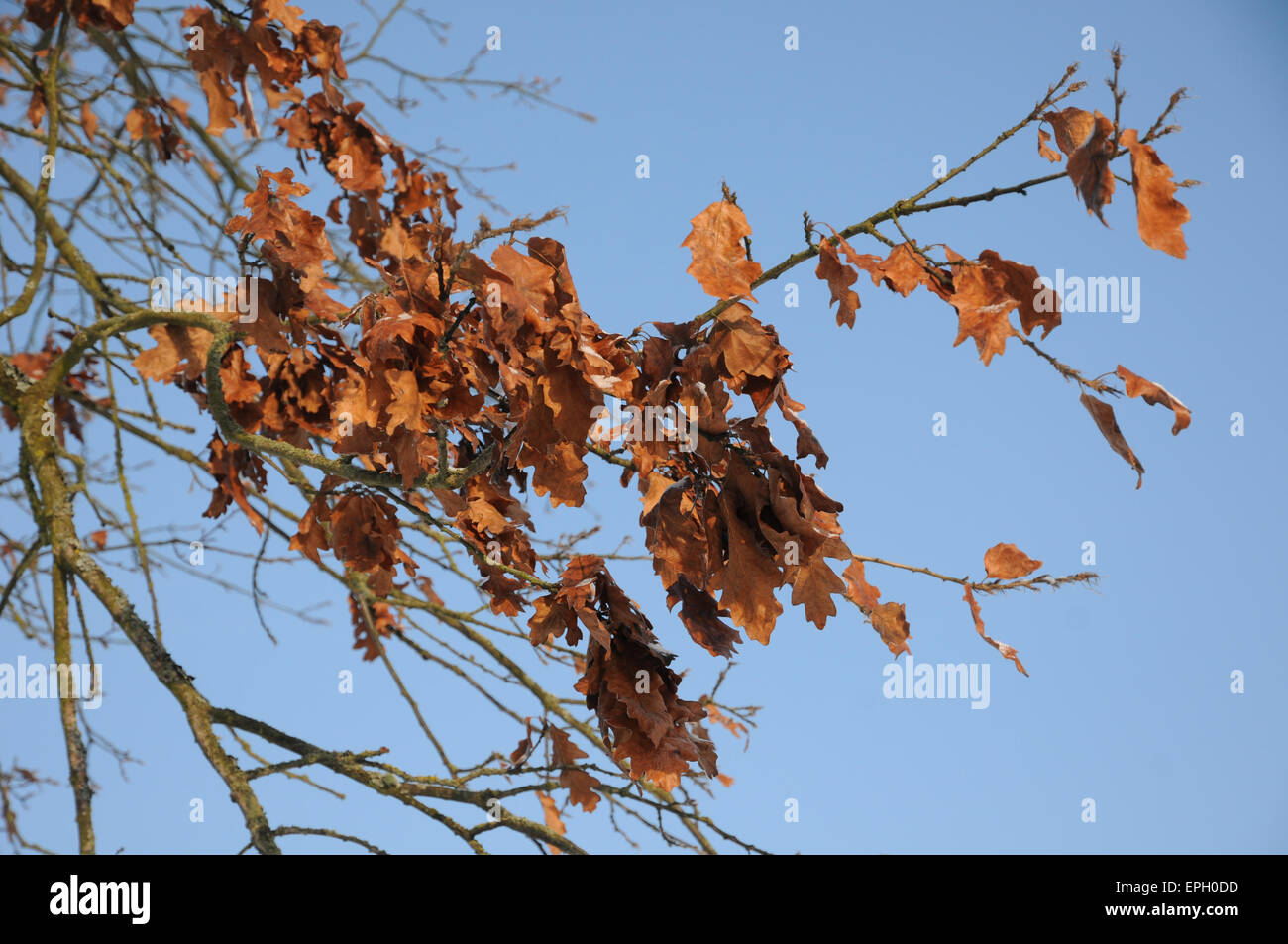 Turkish oak hi-res stock photography and images - Alamy