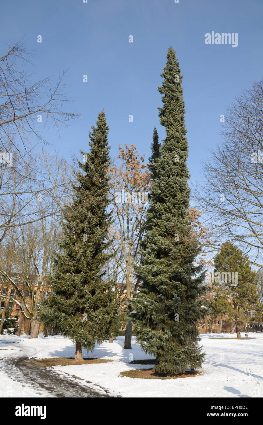 Serbian spruce tree hi-res stock photography and images - Alamy