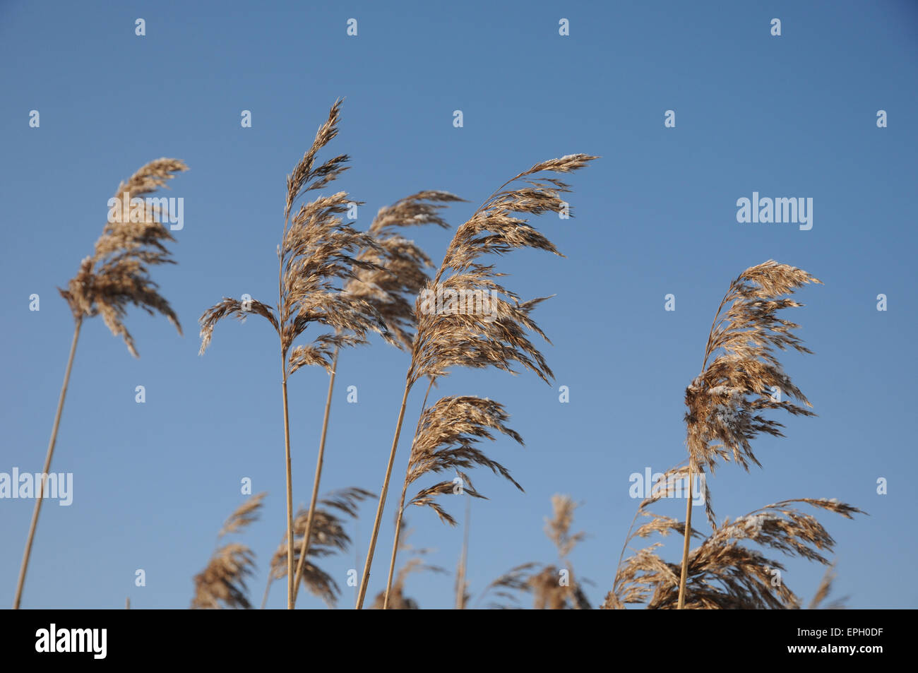 Swamp reed flowers hi-res stock photography and images - Alamy