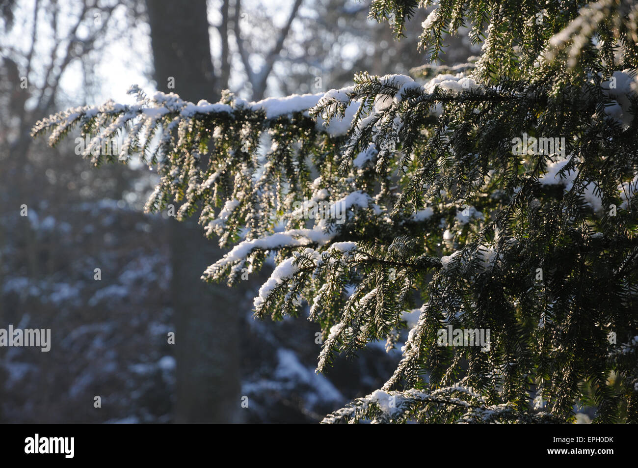Yew tree winter bark hi-res stock photography and images - Alamy