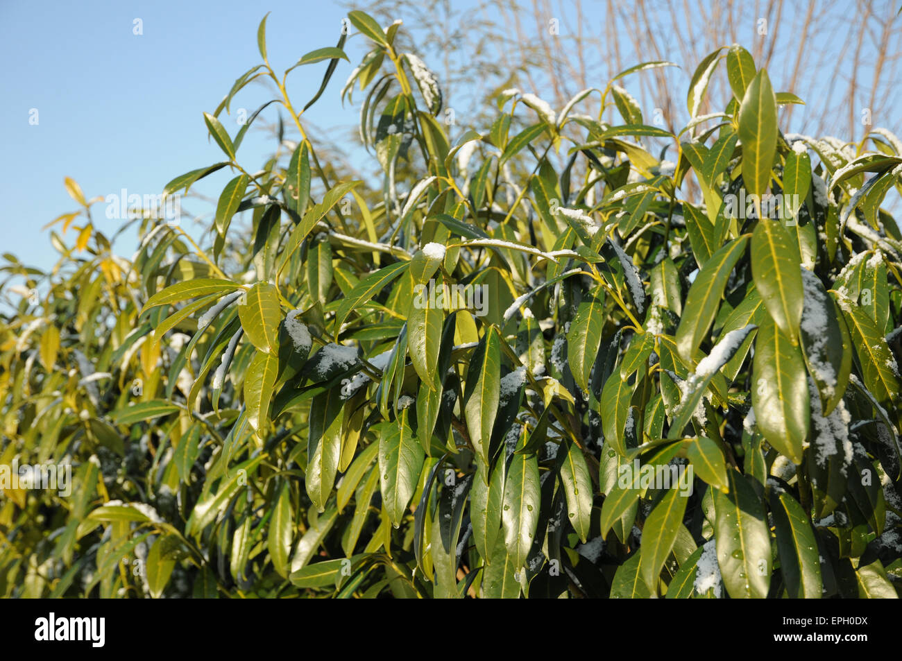 Laurel Winter High Resolution Stock Photography and Images - Alamy