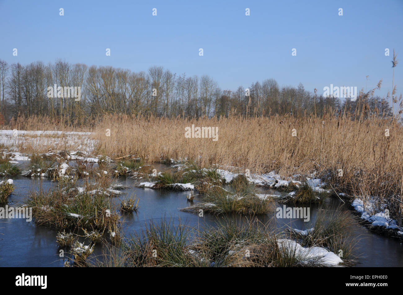 Common reed winter hi-res stock photography and images - Alamy