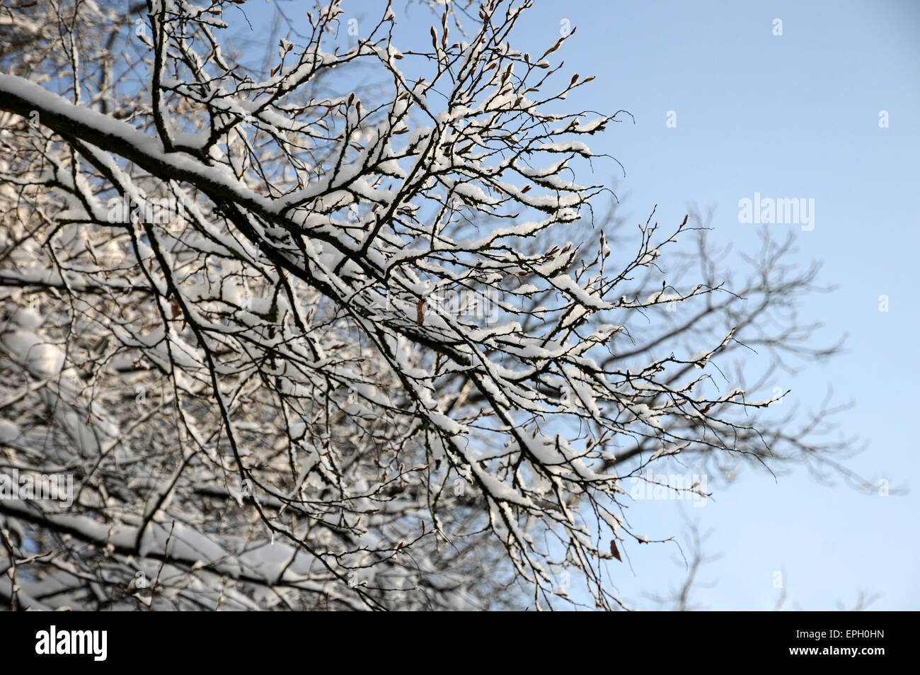 Hornbeam carpinus betulus winter hi-res stock photography and images ...