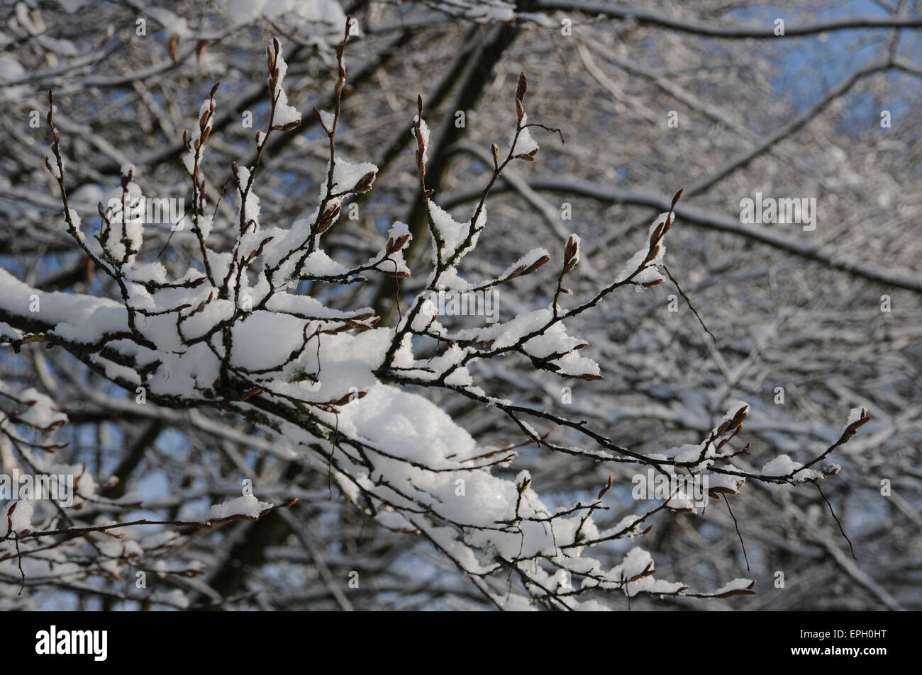 Hornbeam carpinus betulus winter hi-res stock photography and images ...