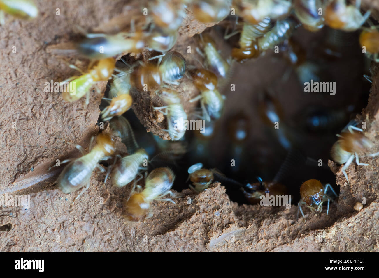 Subterranean termite hi-res stock photography and images - Alamy