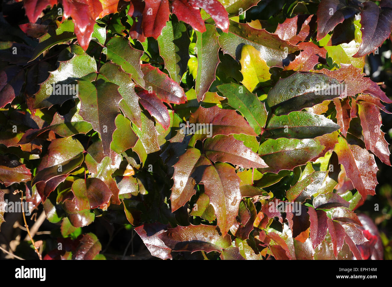 Oregongrape hi-res stock photography and images - Alamy