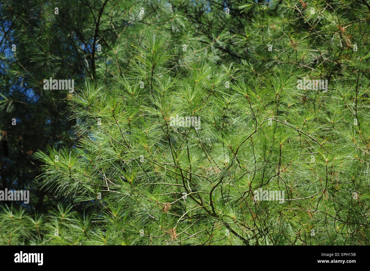 Wallich pine hi-res stock photography and images - Alamy