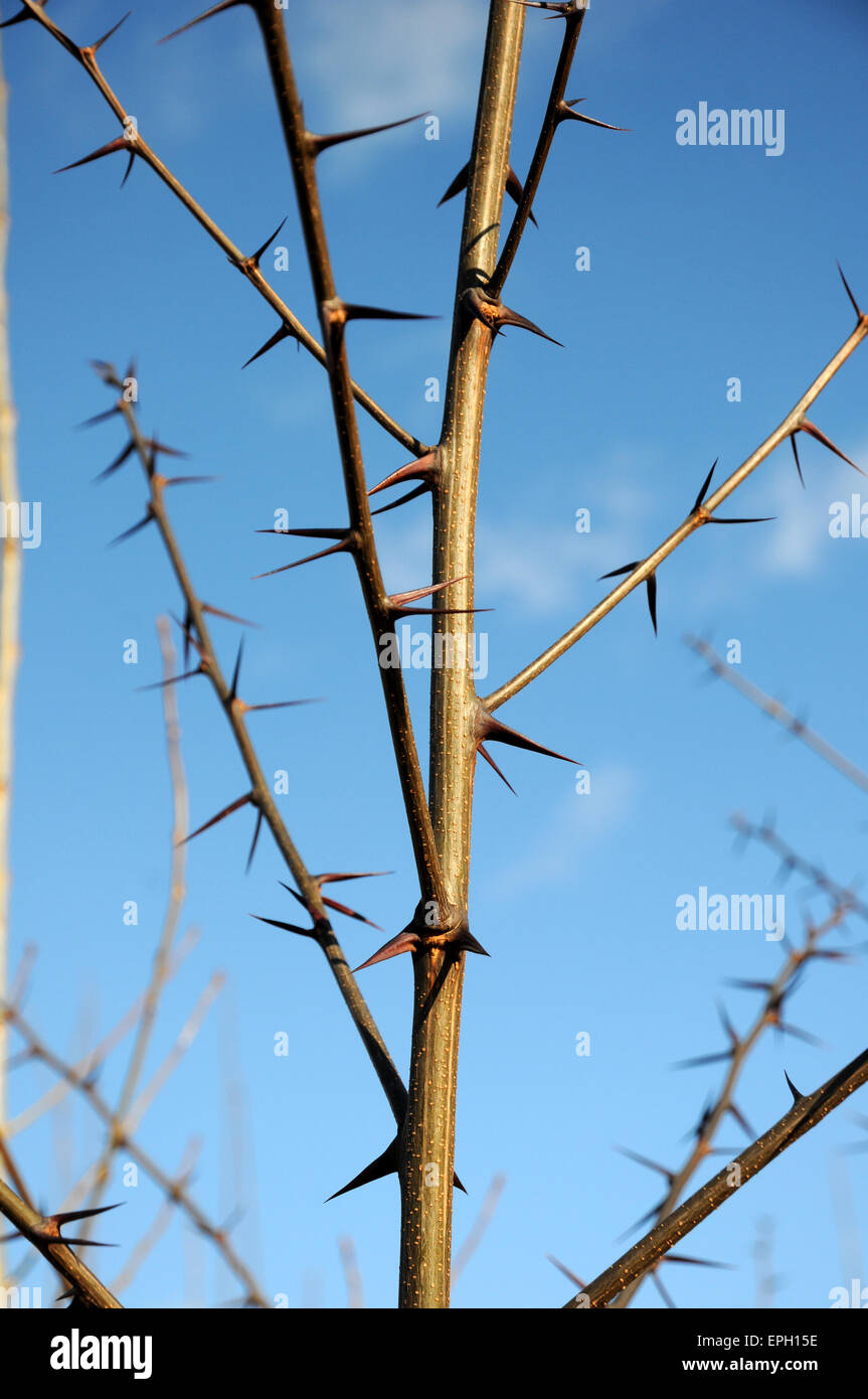 Locusts at tree trunk hi-res stock photography and images - Alamy