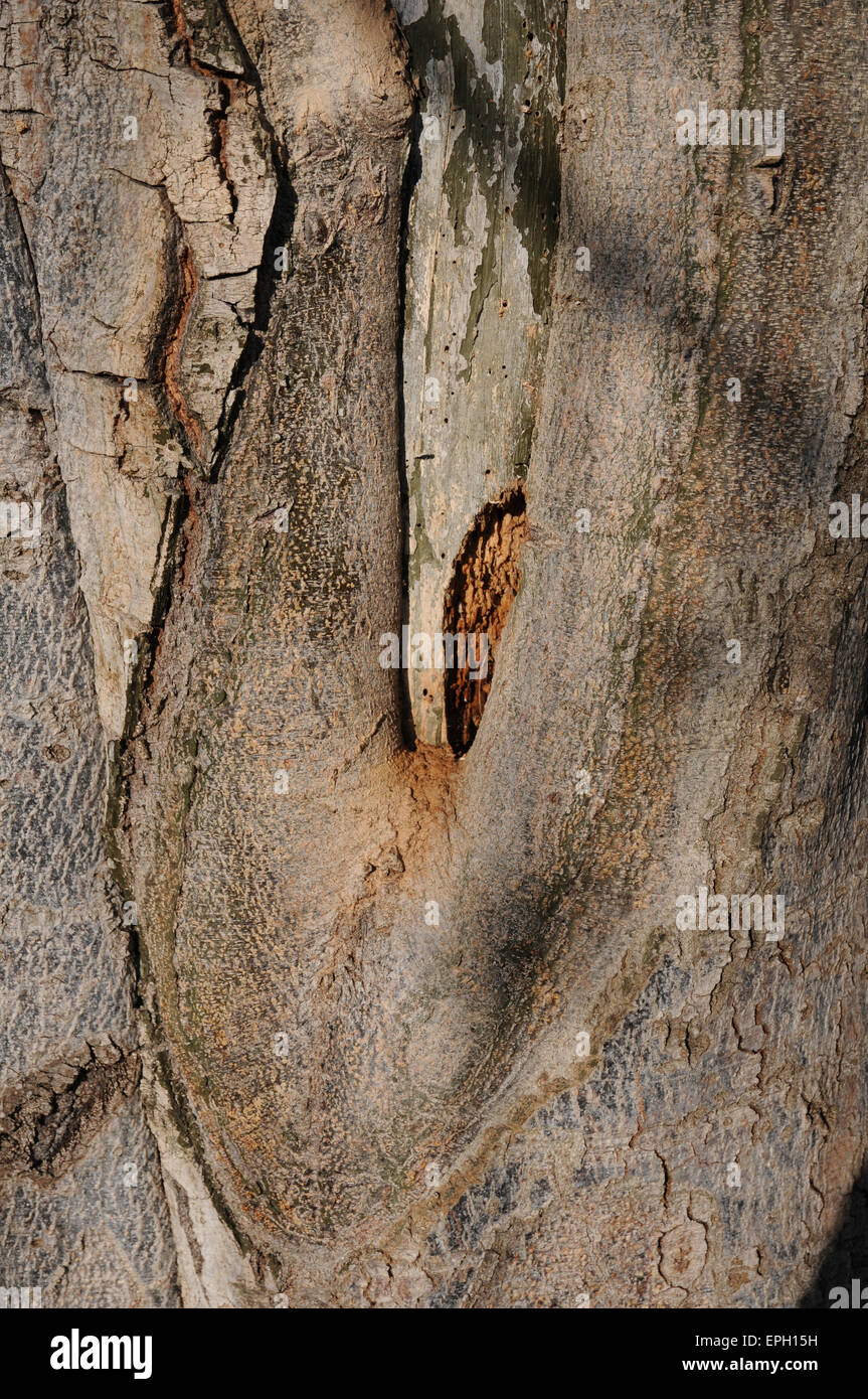 Callus tree hi-res stock photography and images - Alamy