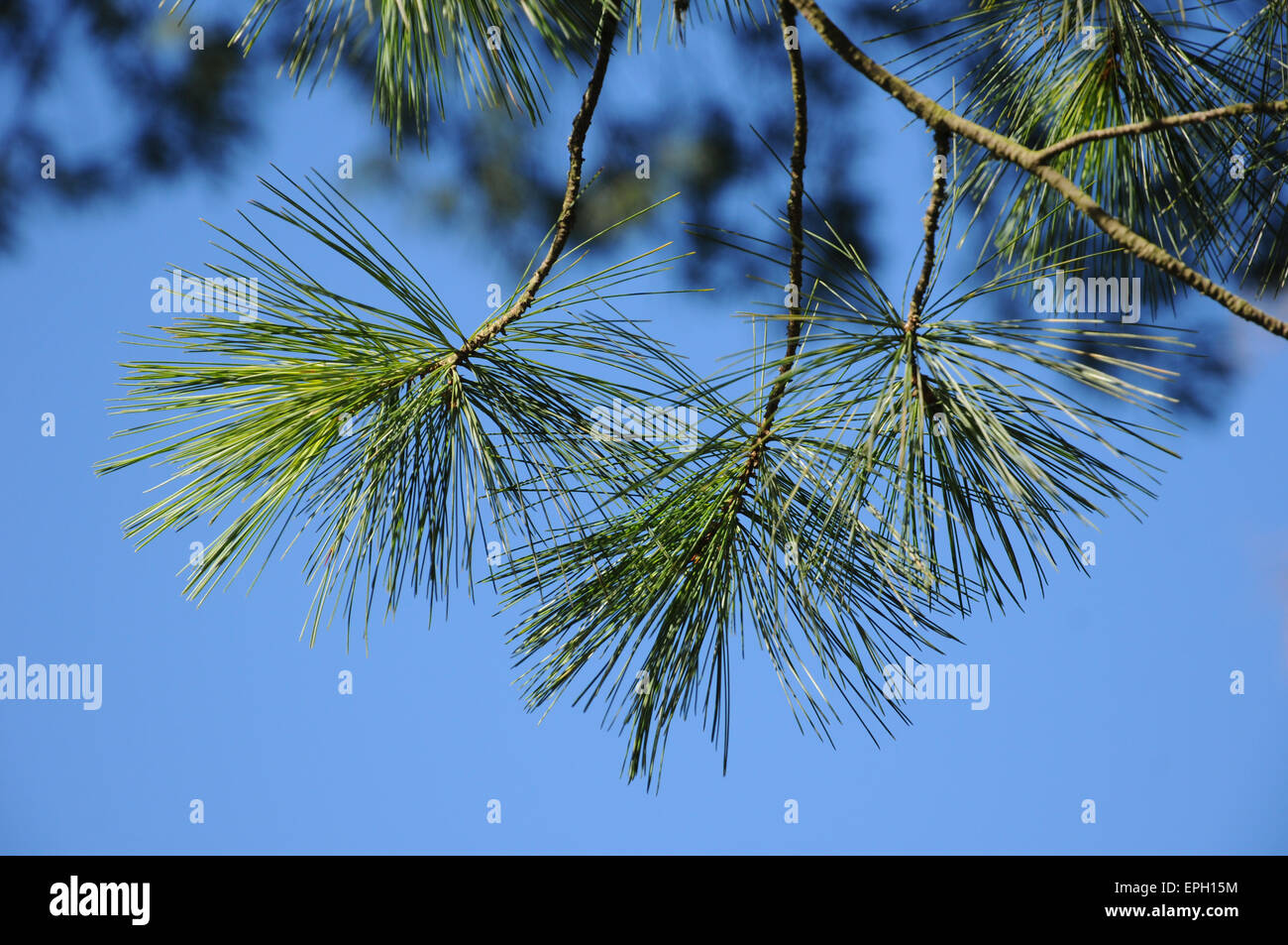 Eastern white pine hi-res stock photography and images - Alamy