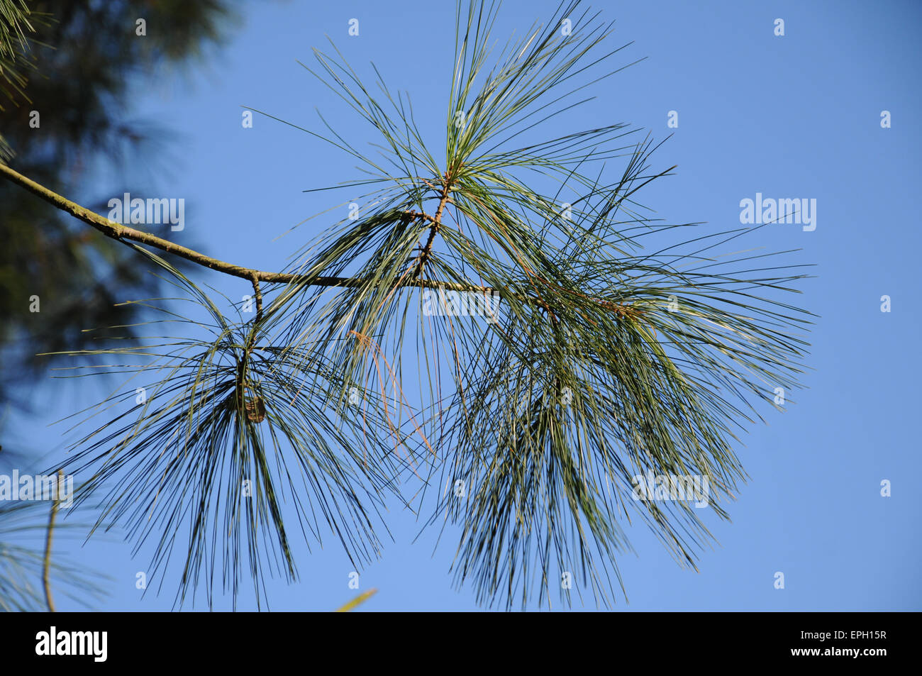 Wallich pine hi-res stock photography and images - Alamy