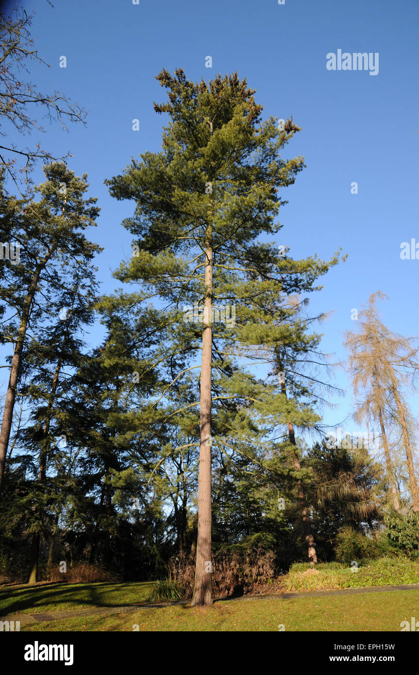Eastern white pine hi-res stock photography and images - Alamy