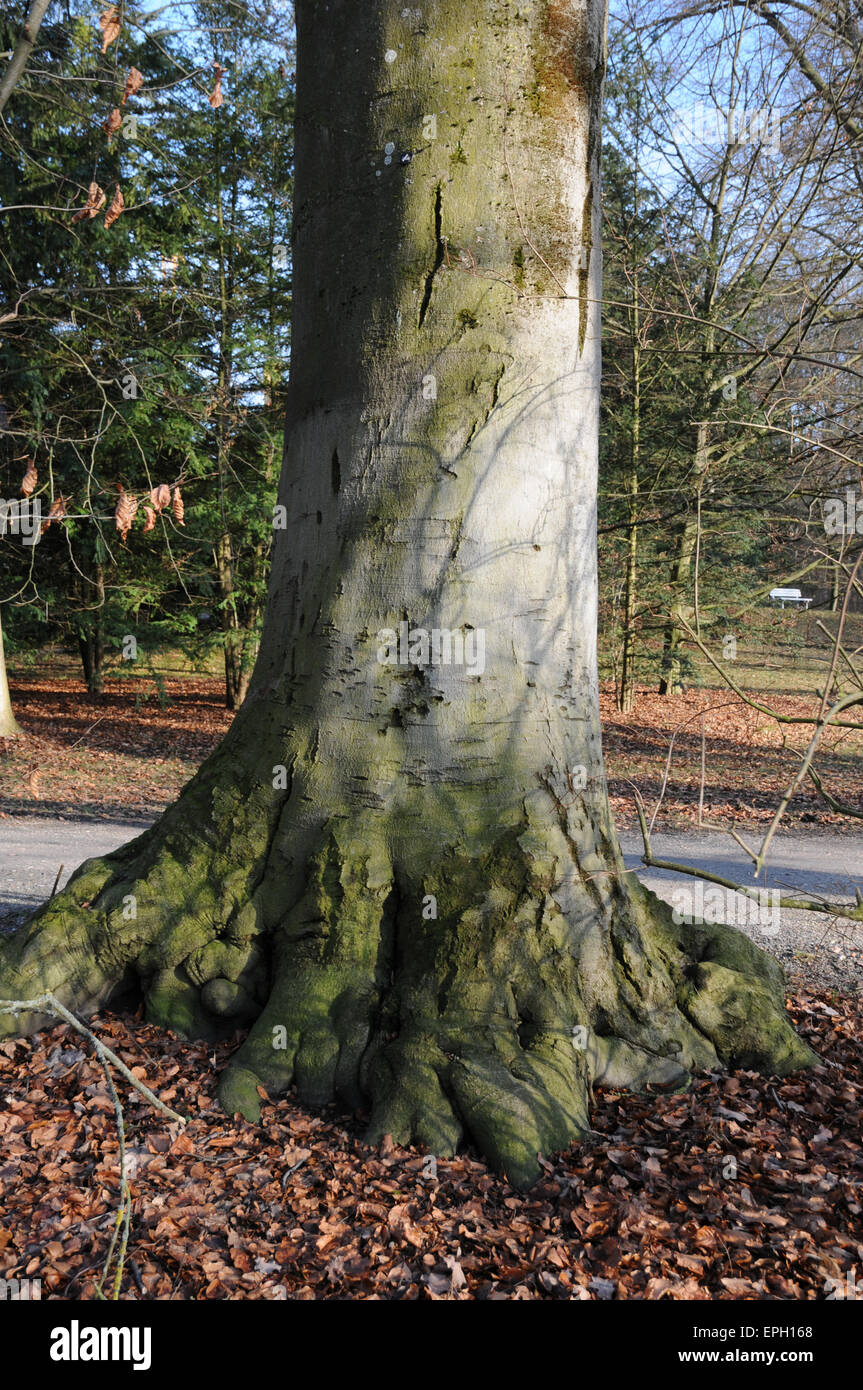 Buchen rinde hi-res stock photography and images - Alamy