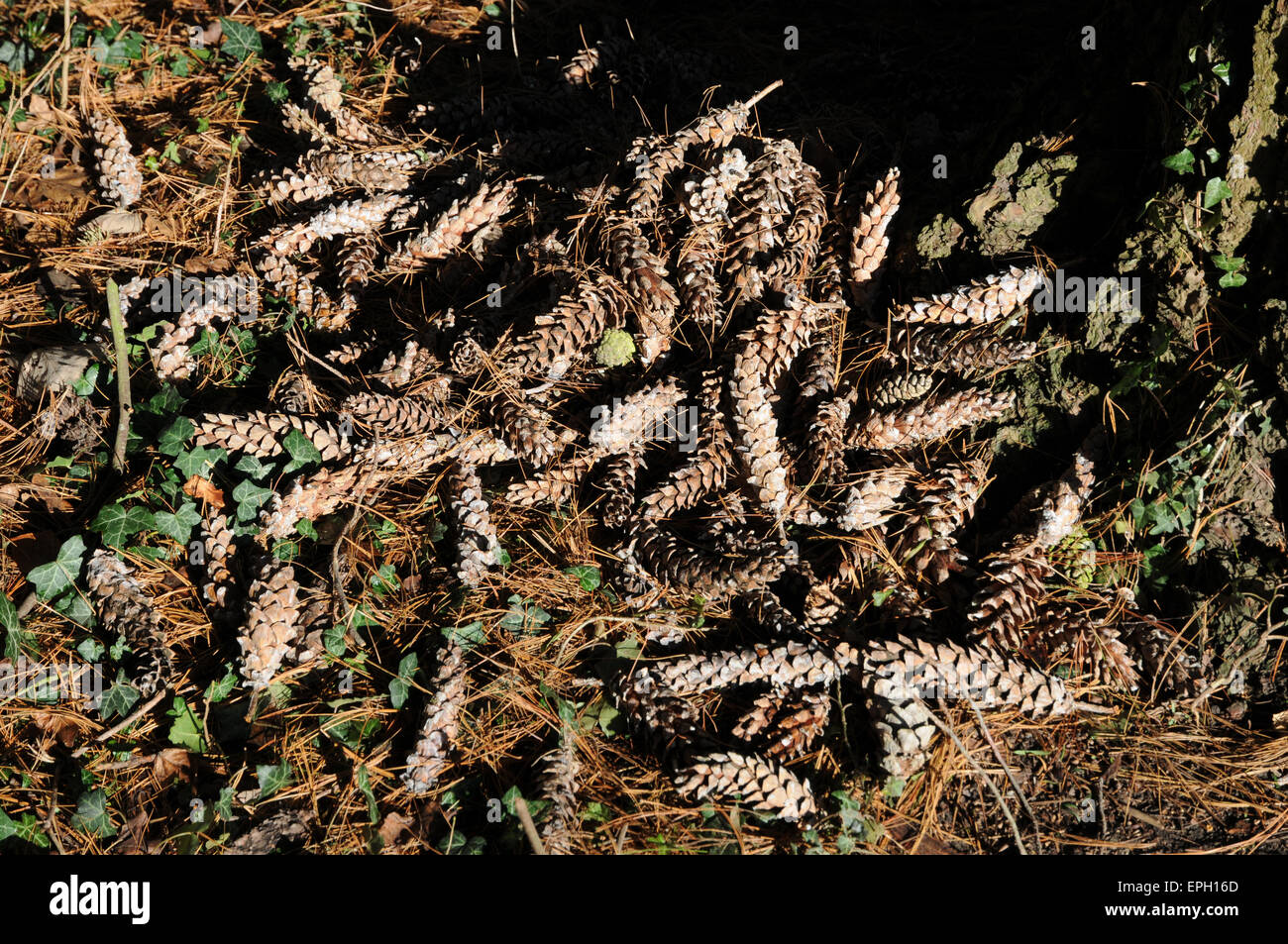 Himalayan pine hi-res stock photography and images - Alamy